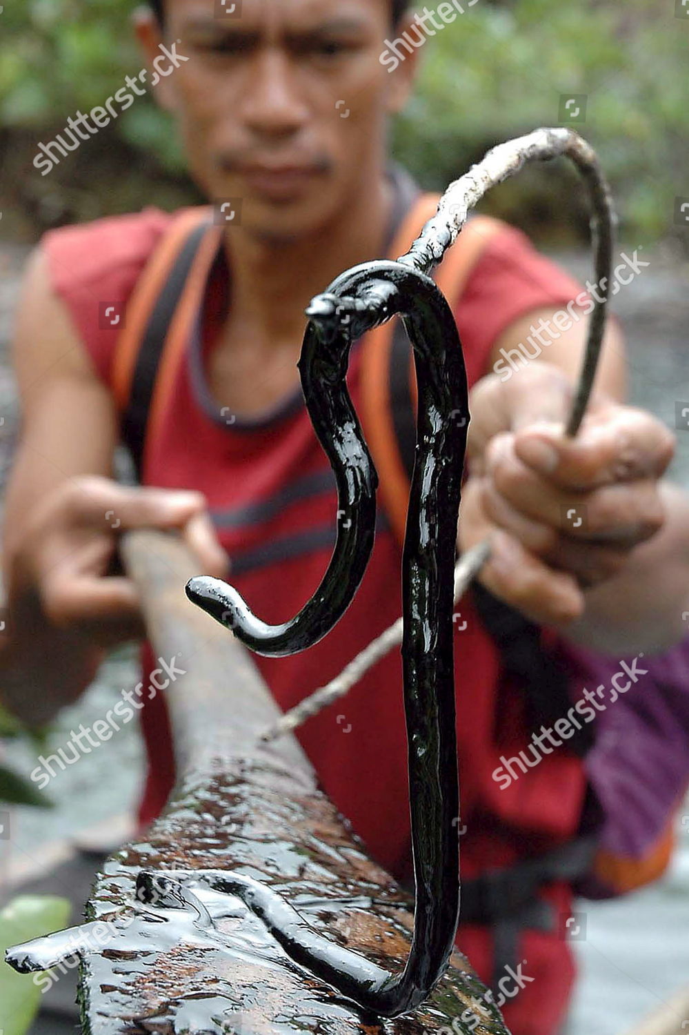 Filipino Holds Water Snake Soaked Oil Editorial Stock Photo - Stock ...