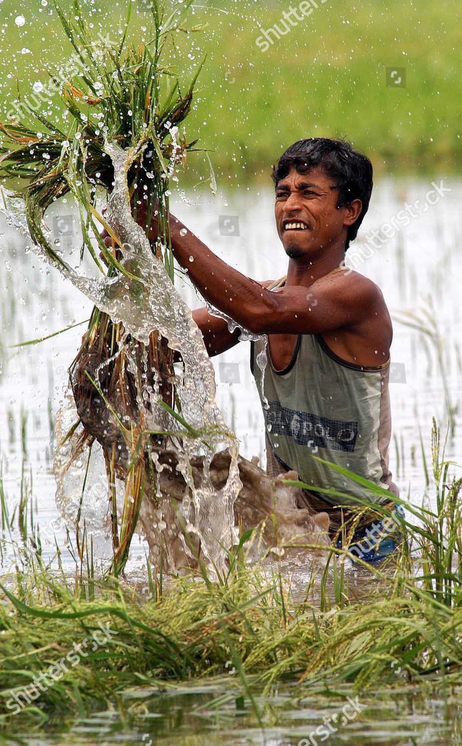 Indian Farmer Rabi Ali Checks His Editorial Stock Photo - Stock Image ...