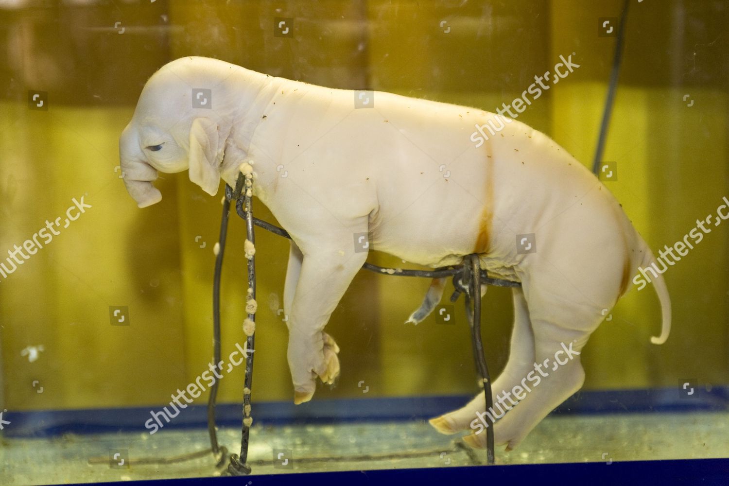 Pig That Looks Like Elephant Kept Editorial Stock Photo - Stock Image ...
