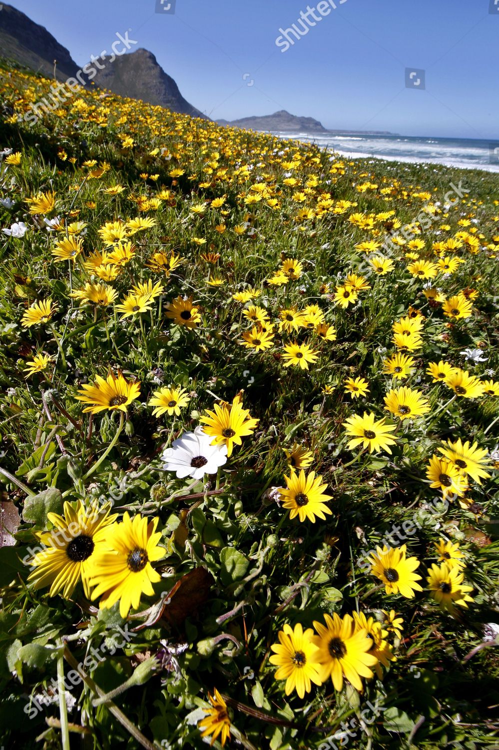 Spring Daisies Grow Amongst Wilted Daisies Editorial Stock Photo ...