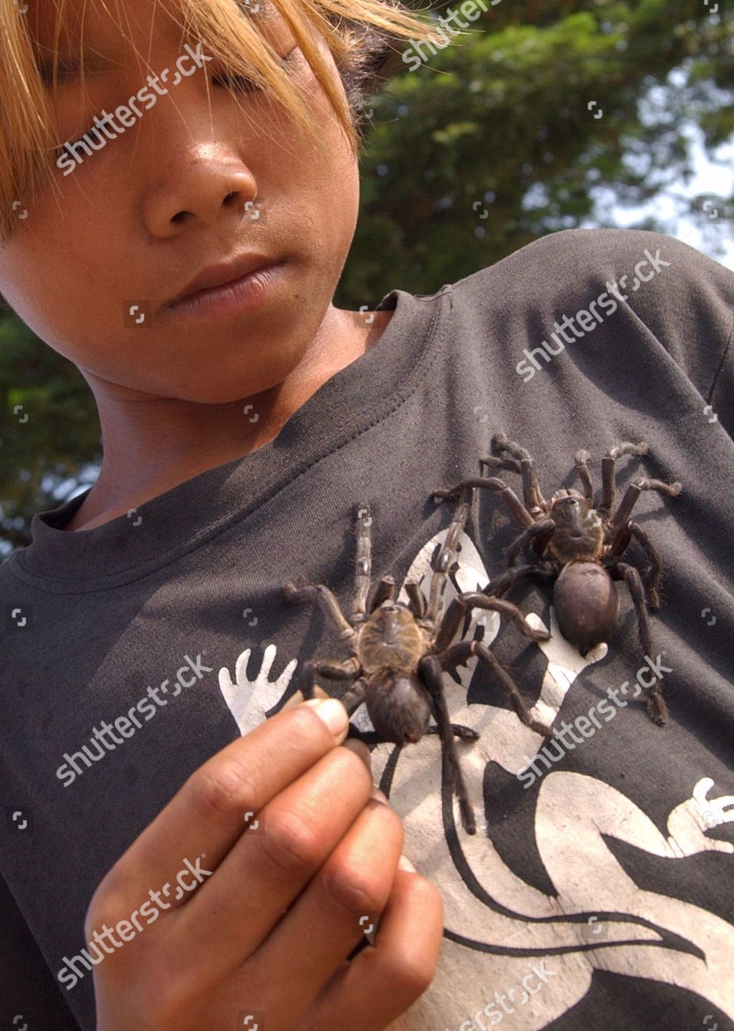 Cambodian Boy Plays Tarantulas Called Ping Editorial Stock Photo ...