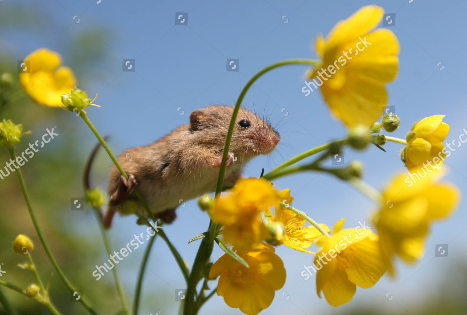 Baby Harvest Mouse Amongst Flowers Editorial Stock Photo - Stock Image ...