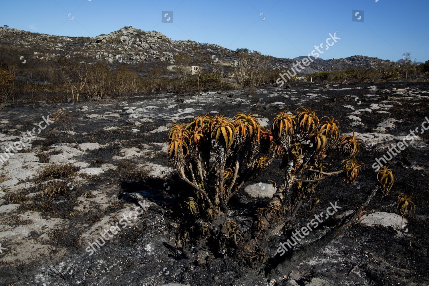 Aloe Plant Survives After Fire Burned Editorial Stock Photo - Stock ...