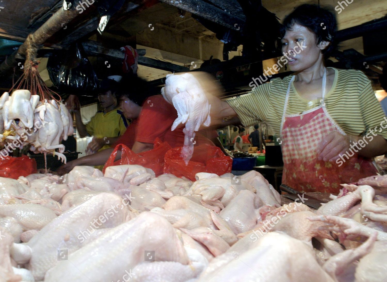 Indonesian Chicken Vendor Checks His Broiler Editorial Stock Photo ...