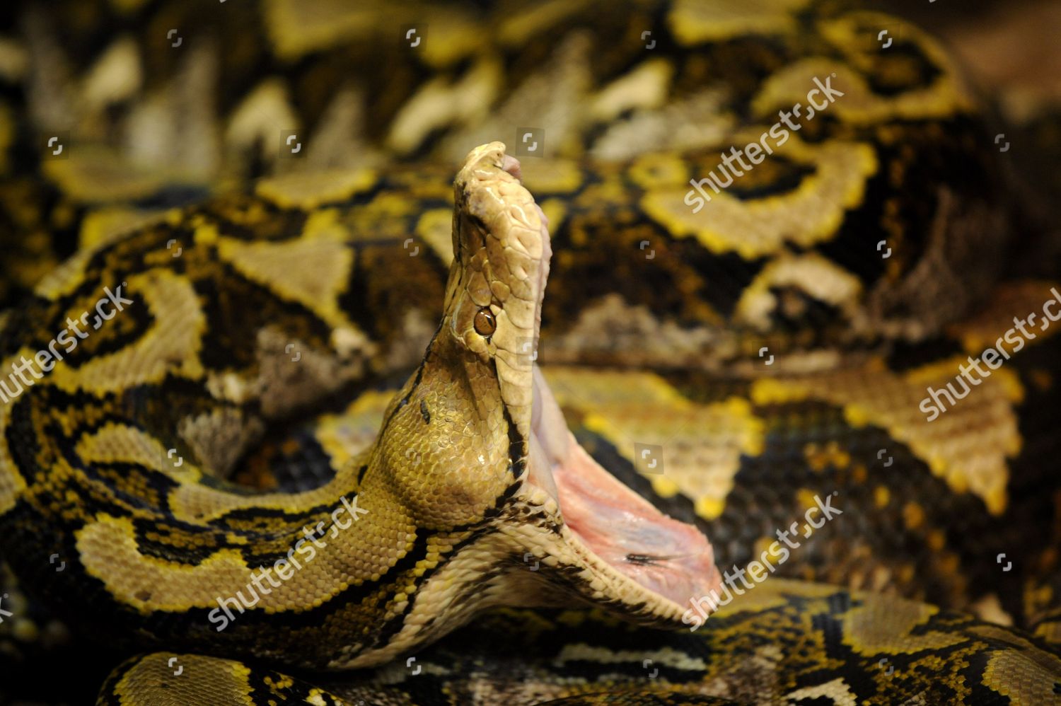Reticulated Python Python Reticulatus Editorial Stock Photo - Stock ...