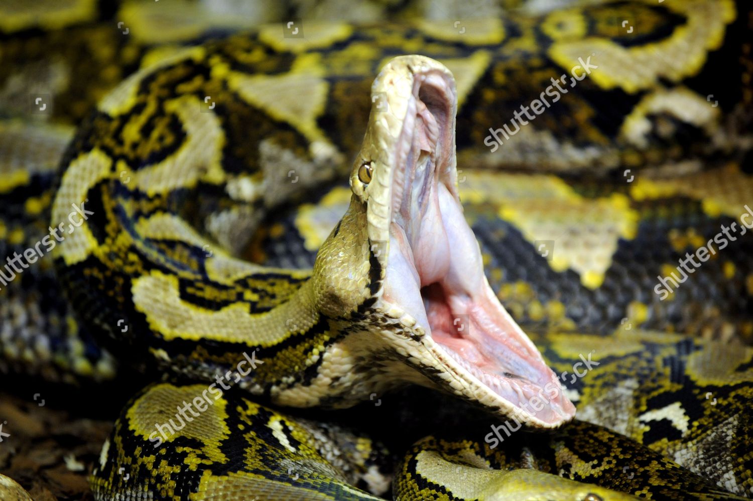 Reticulated Python Python Reticulatus Editorial Stock Photo - Stock ...