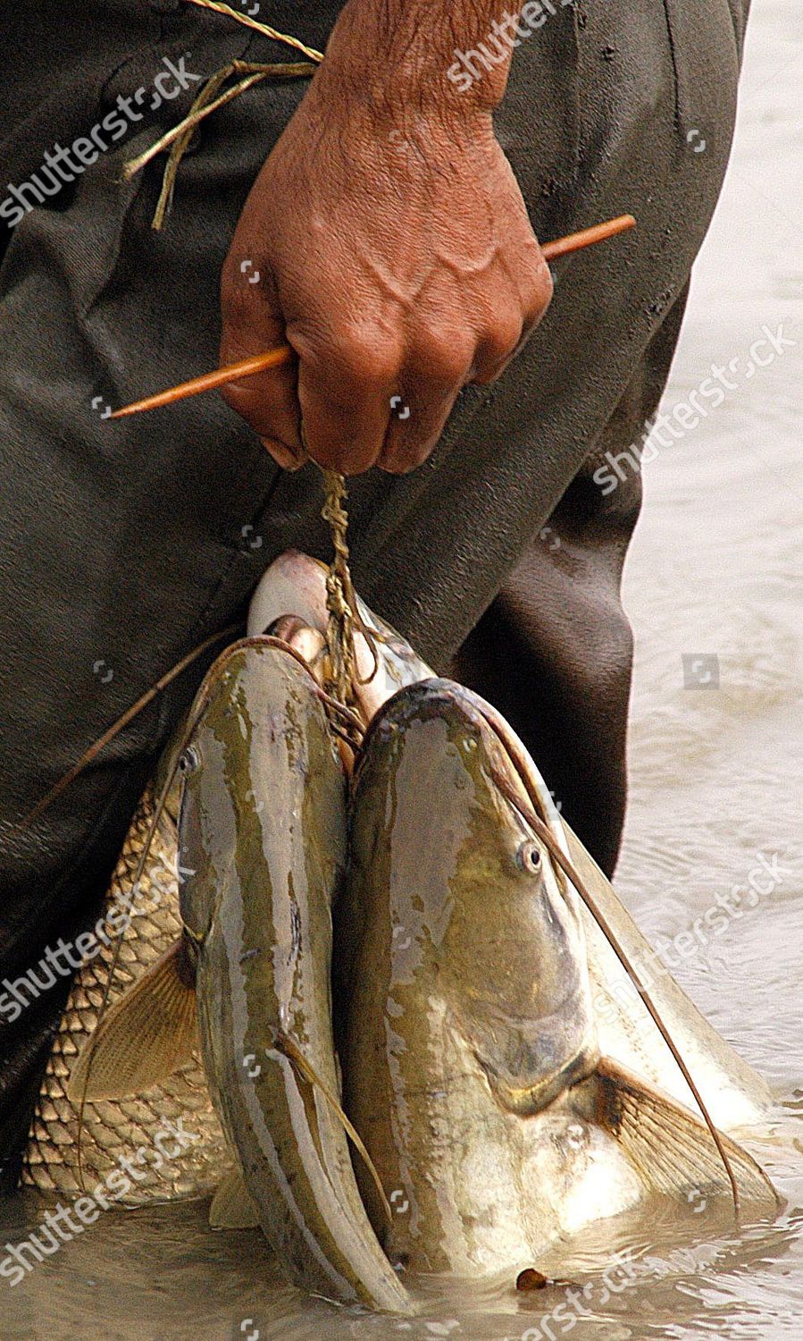 Tiwa Tribes Man Marigaon Carries Fish Editorial Stock Photo - Stock ...