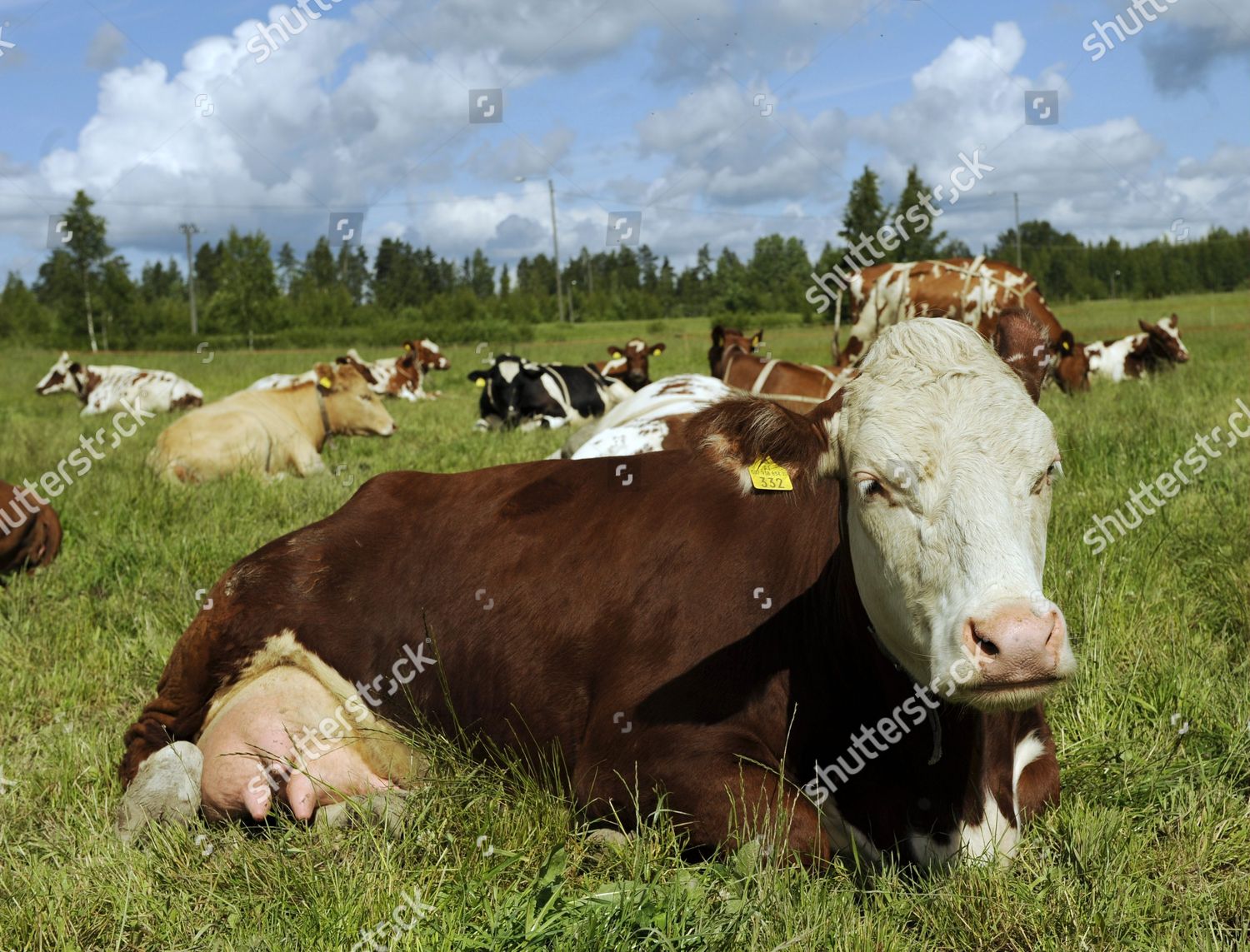 Hereford Cattle Cow Hyvinkaa Finland Editorial Stock Photo - Stock ...