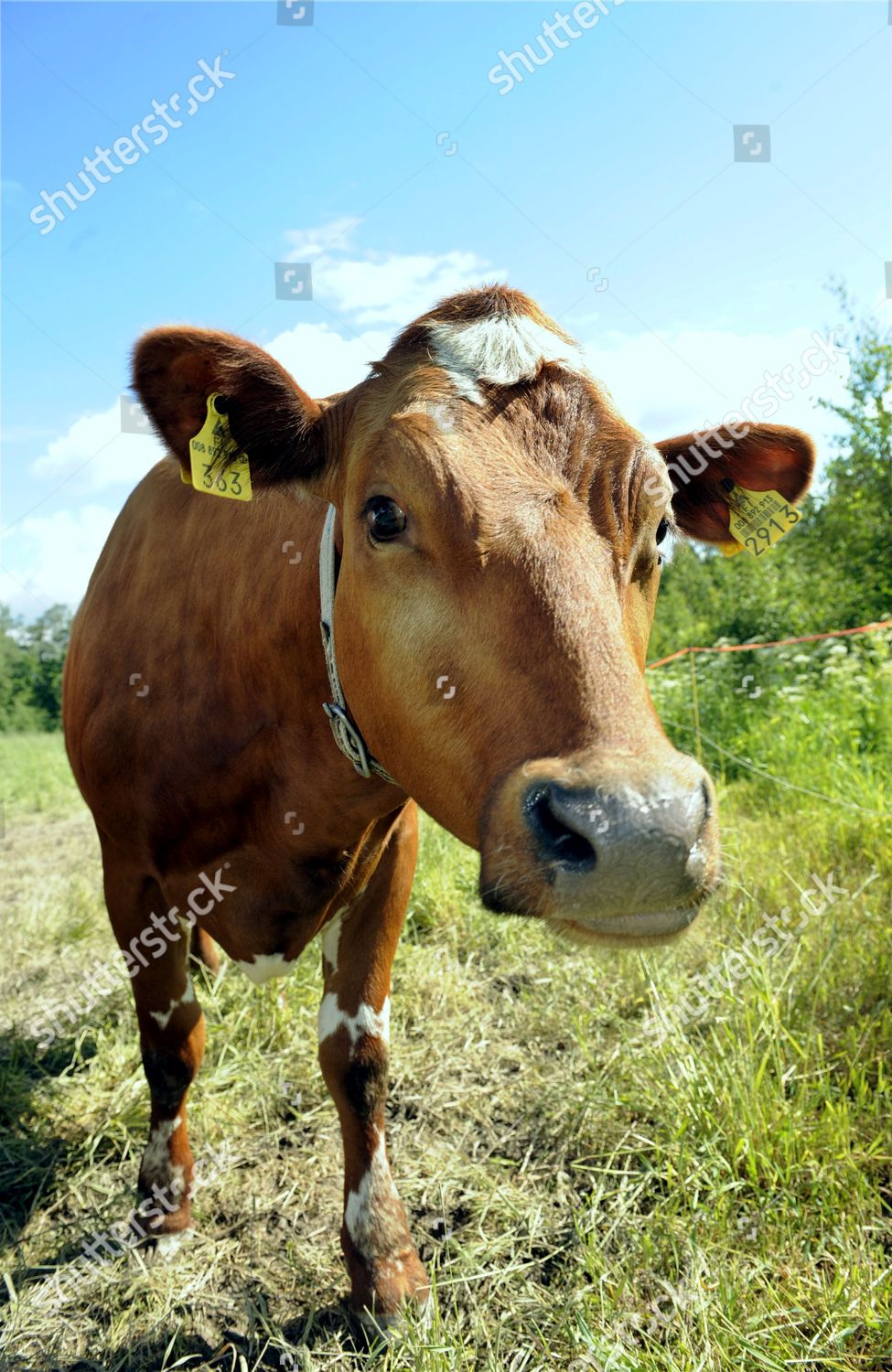 Ayshire Cattle Cow Hyvinkaa Finland Editorial Stock Photo - Stock Image ...