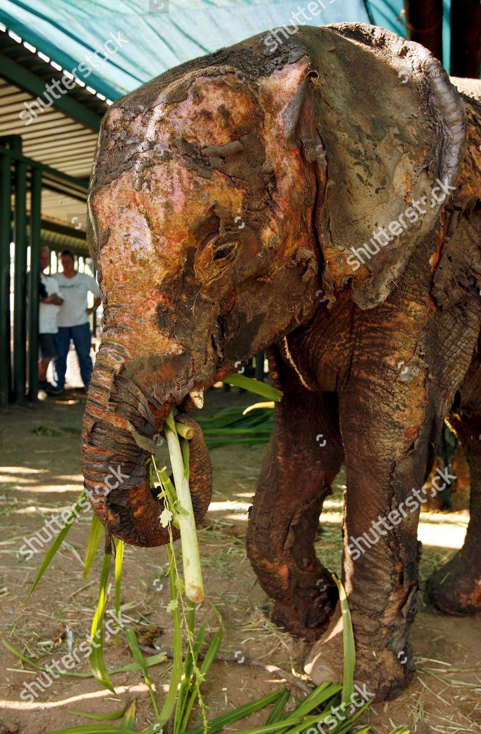 Critically Burnt Mashadu 2yearold Baby Elephant Editorial Stock Photo ...