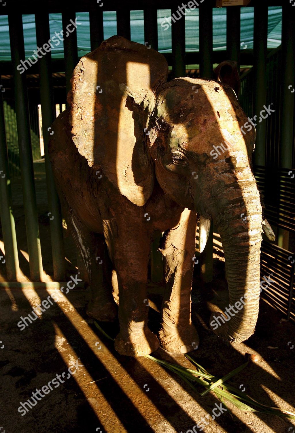Critically Burnt Chisa 4yearold Elephant Stands Editorial Stock Photo ...