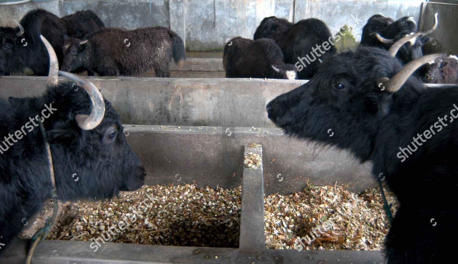 Yaks Fed National Yak Research Breeding Editorial Stock Photo - Stock ...