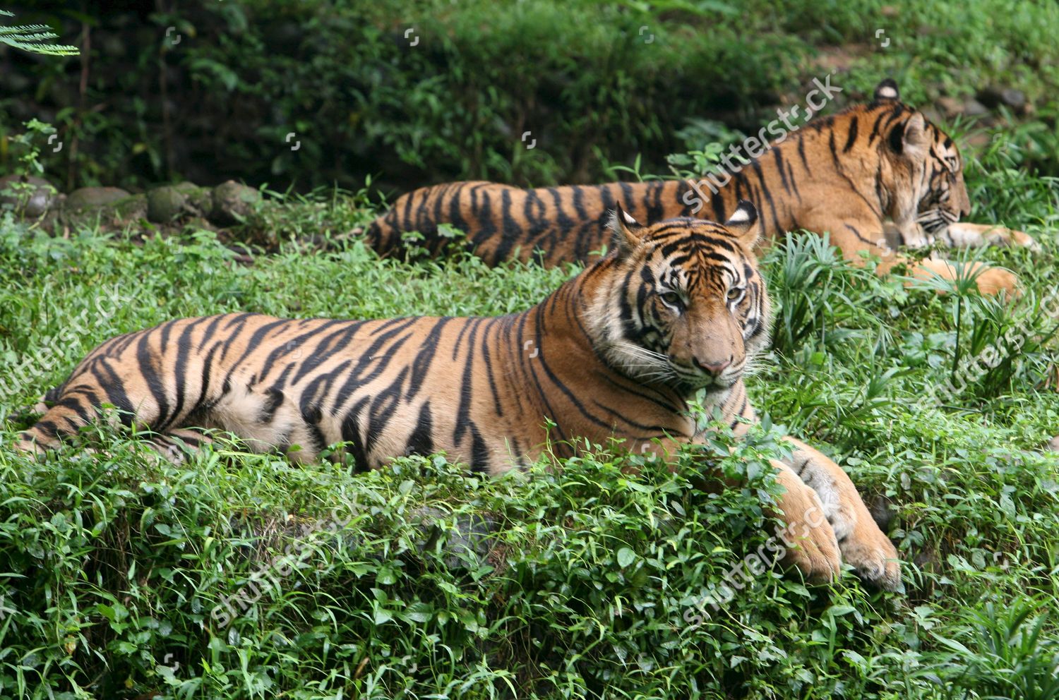 Sumatran Tigers Endangered Animal Species Sit Editorial Stock Photo ...