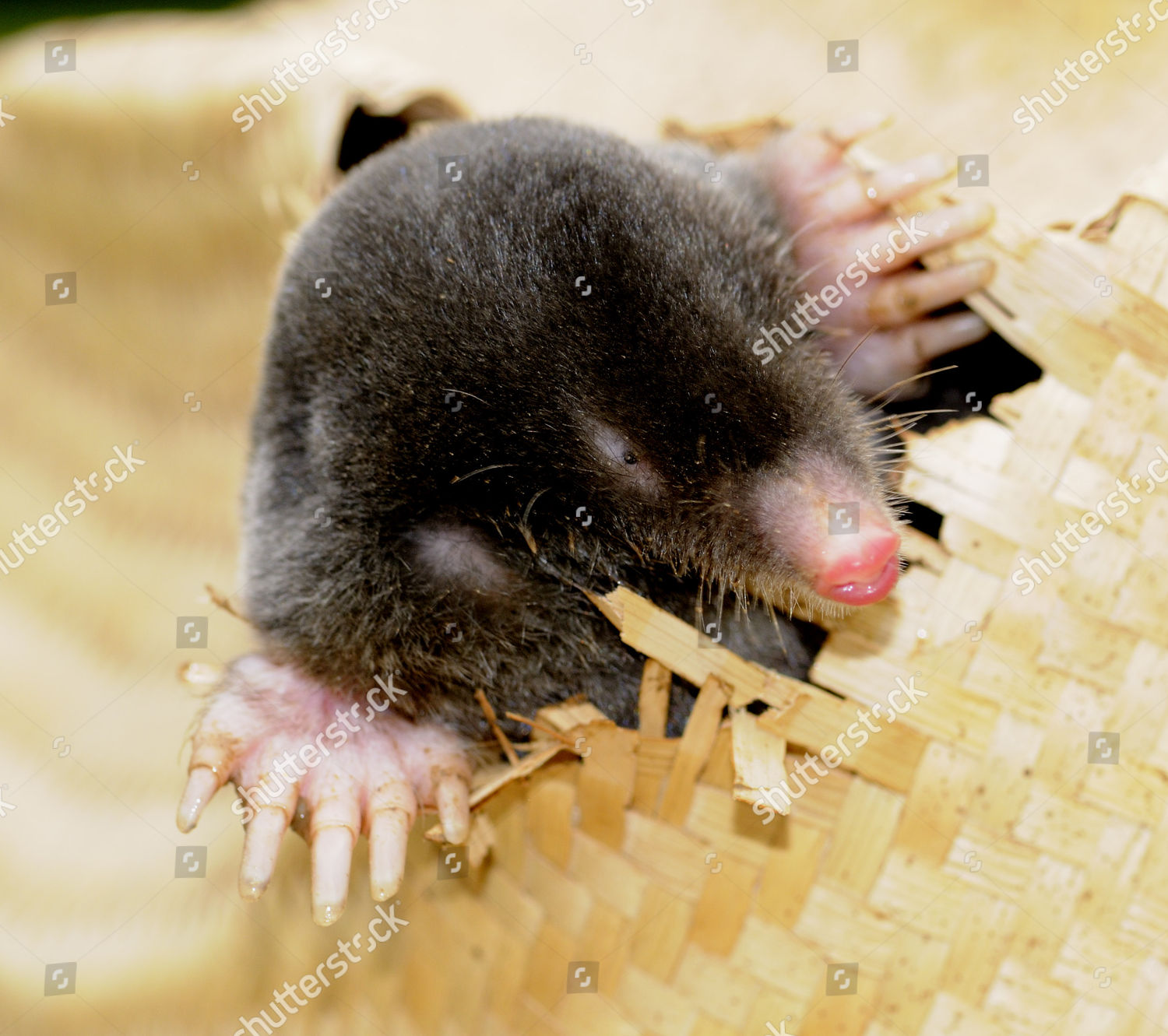 Mole Hat Editorial Stock Photo - Stock Image | Shutterstock