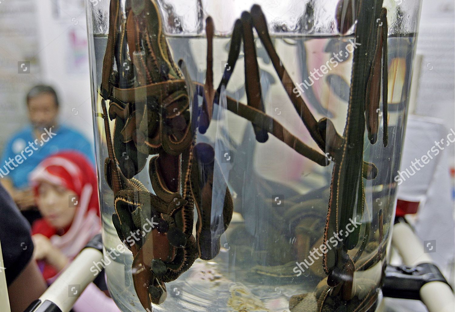 Tank Full Leeches On Display During Editorial Stock Photo - Stock Image ...