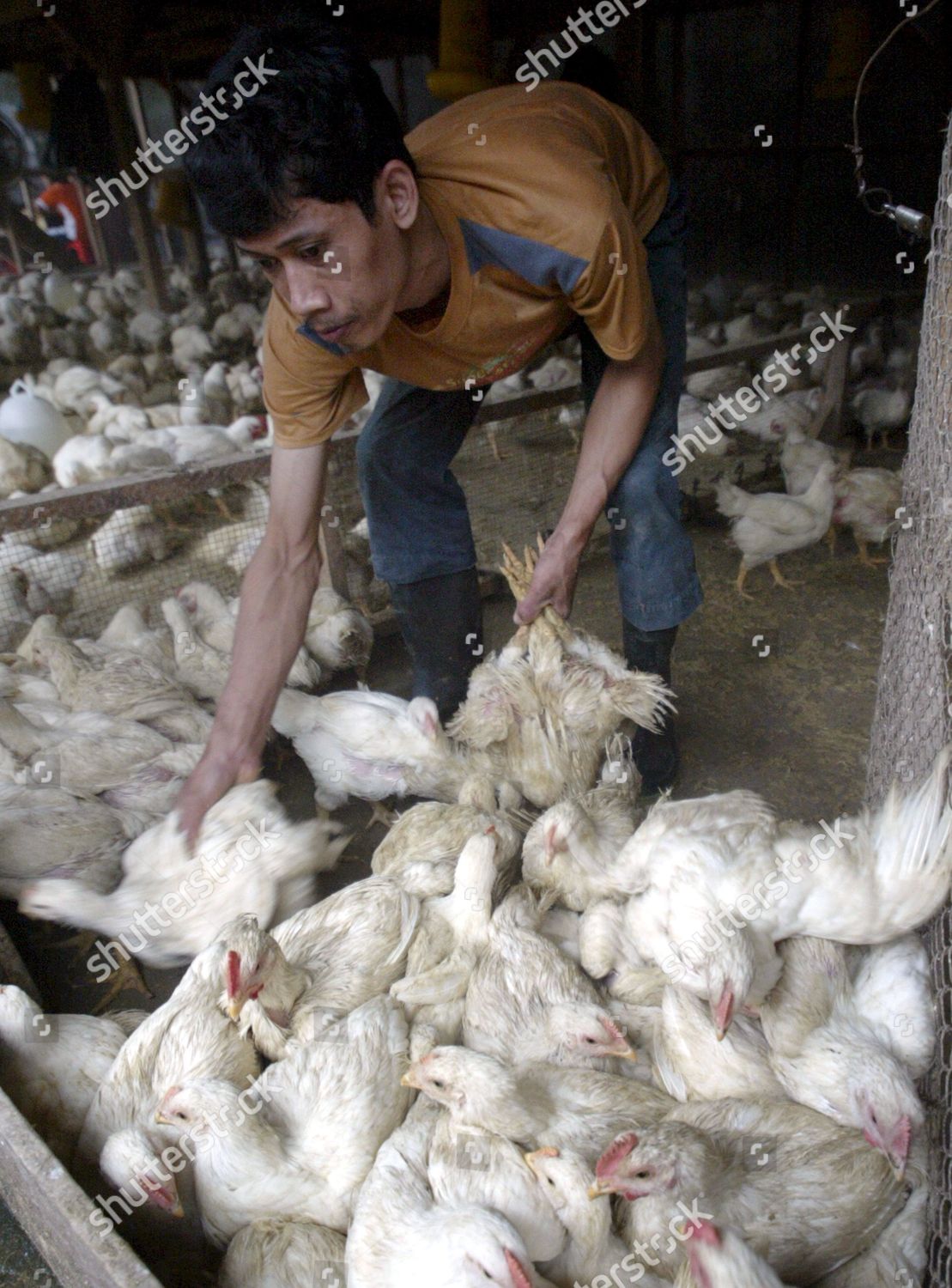 Indonesian Worker Sorts Chiken Market Jakarta Editorial Stock Photo ...
