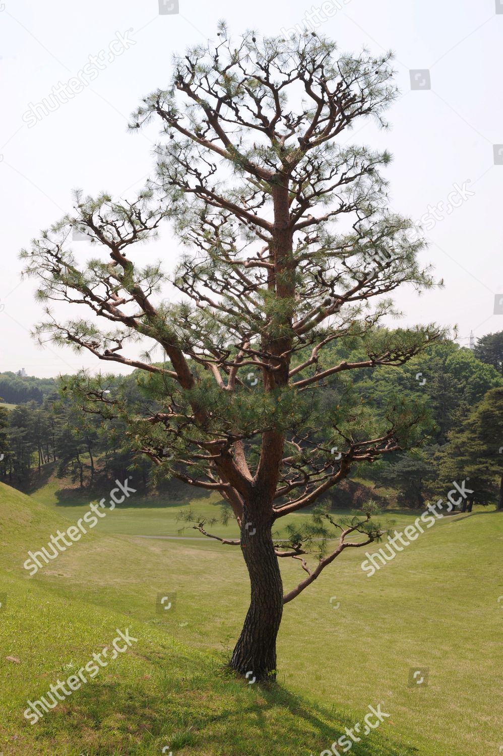 Japanese Red Pine Tree Natural State Editorial Stock Photo - Stock ...