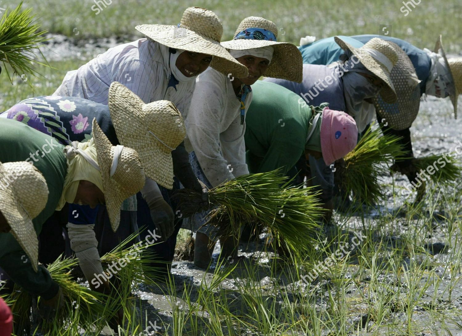 Filipino Farmers Plant Rice Seedlings After Editorial Stock Photo ...