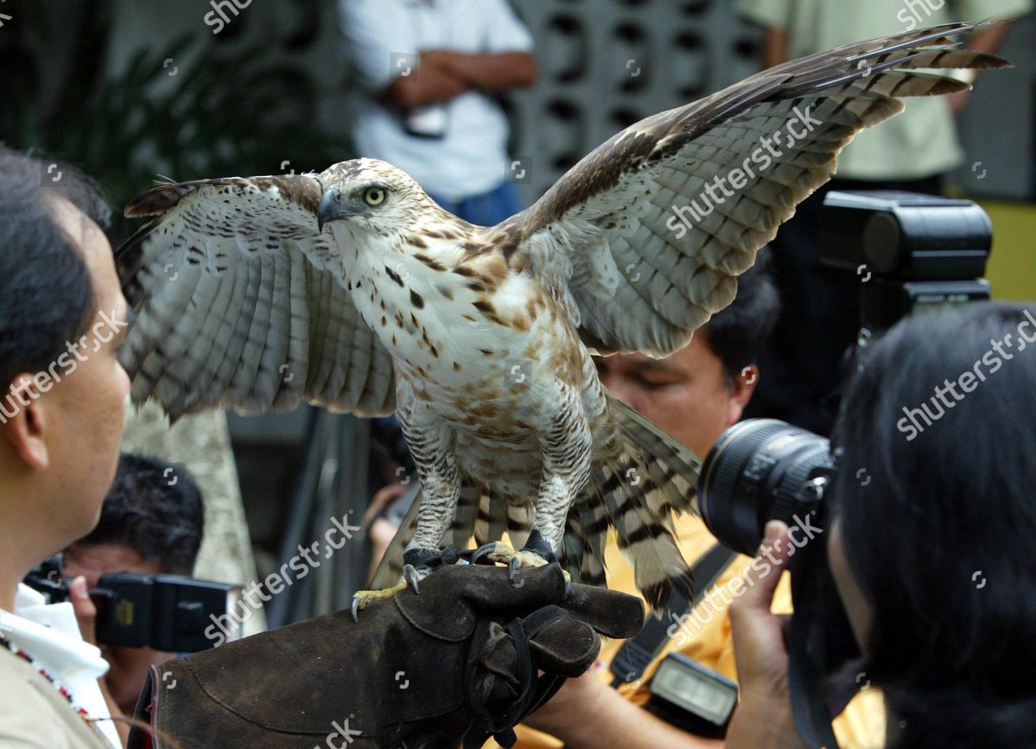 Filipino Veterinarian Holds Philippine Hawk Eagle Editorial Stock Photo ...