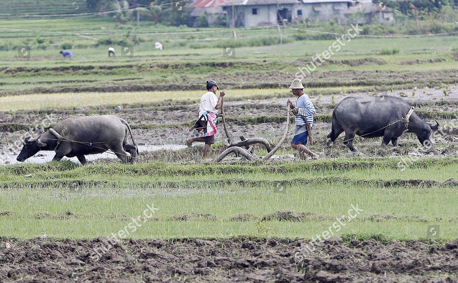 Filipino Farmers Plow Rice Fields Carabaos Editorial Stock Photo ...