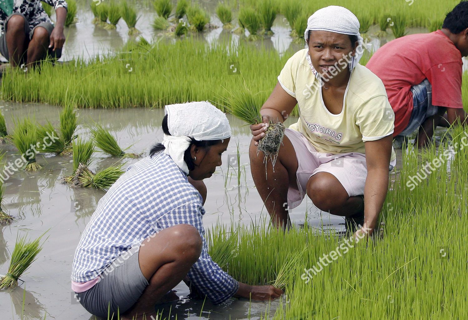 Filipino Farmers Plant Rice Tablas Romblon Editorial Stock Photo ...