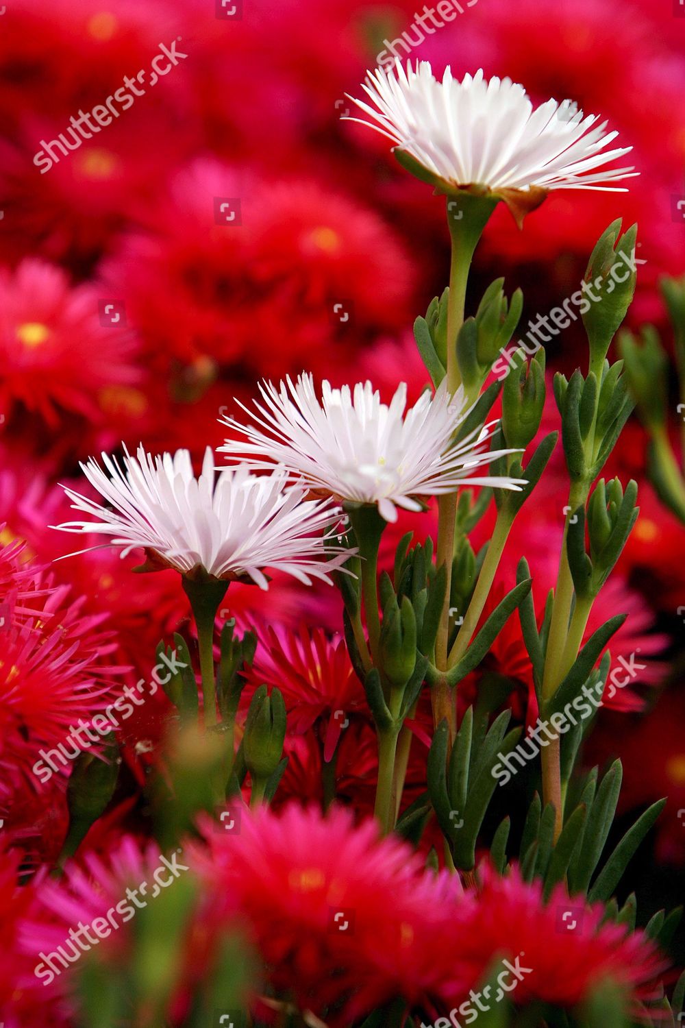 Indigenous Mesembryanthemum Flowers Vygies Form Show Editorial Stock ...
