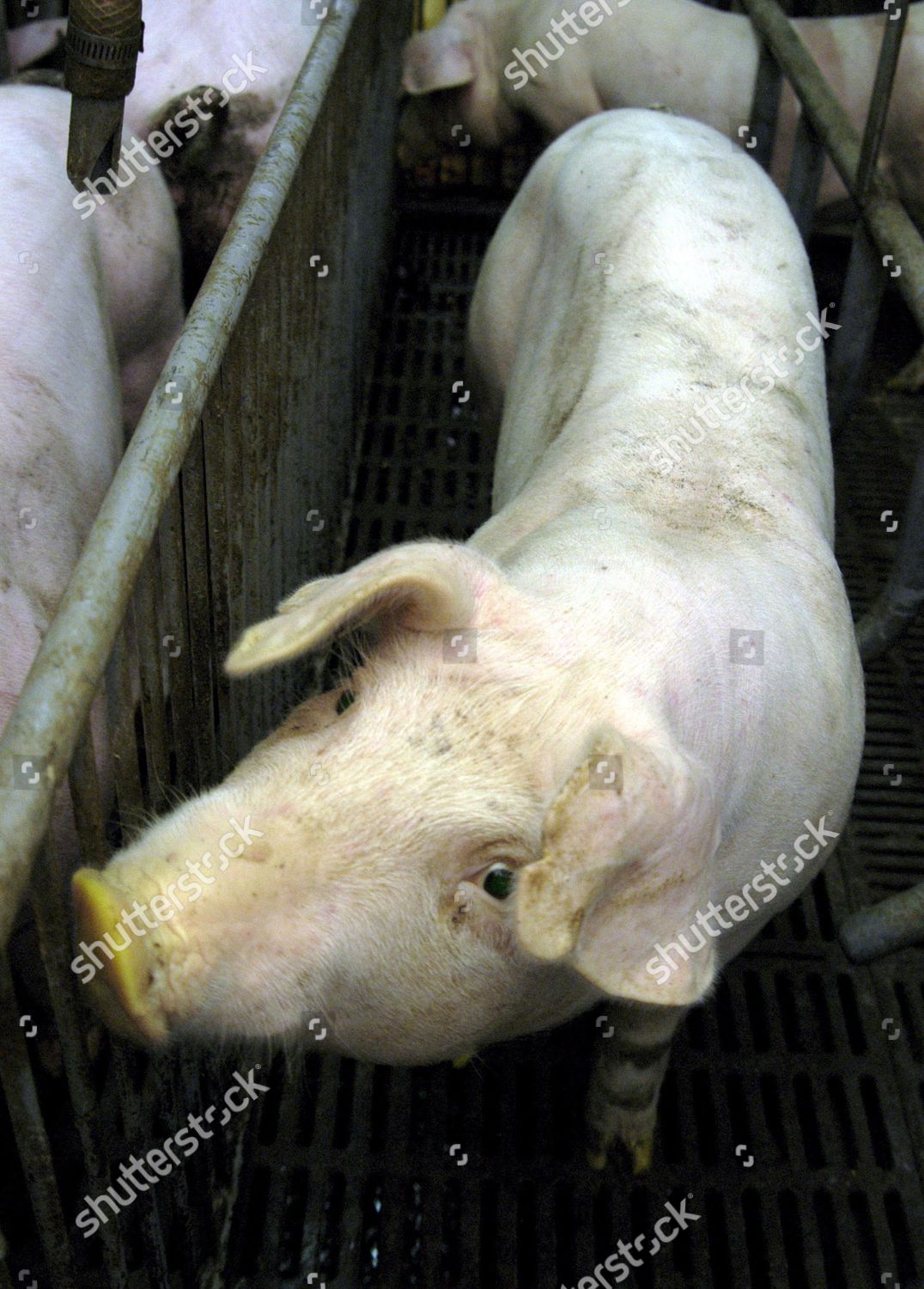 Fluorescent Green Piggy Groups Normal Pigs Editorial Stock Photo ...
