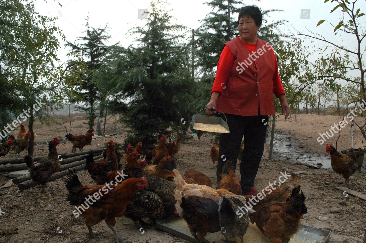Woman Feeds Some Hens Hennery Rural Editorial Stock Photo - Stock Image ...
