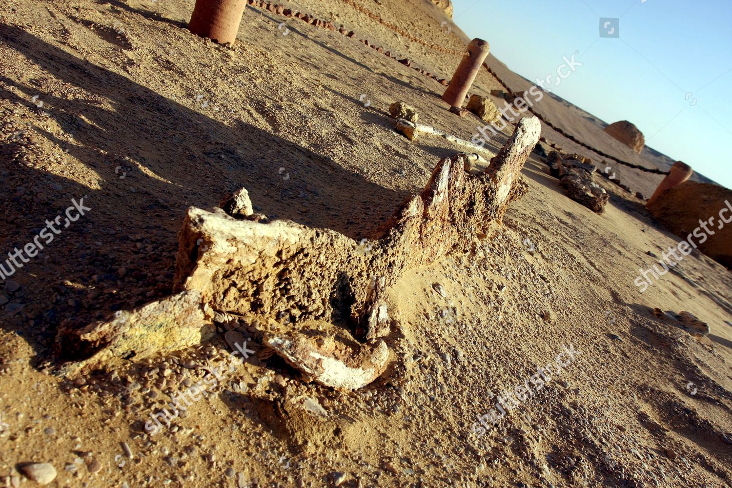 Lower Jaw 18 Meter Basilosaurus Isis Editorial Stock Photo - Stock ...
