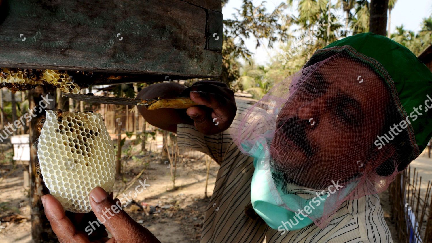 Indian Bee Keeper Removes Honeycomb Indian Editorial Stock Photo ...