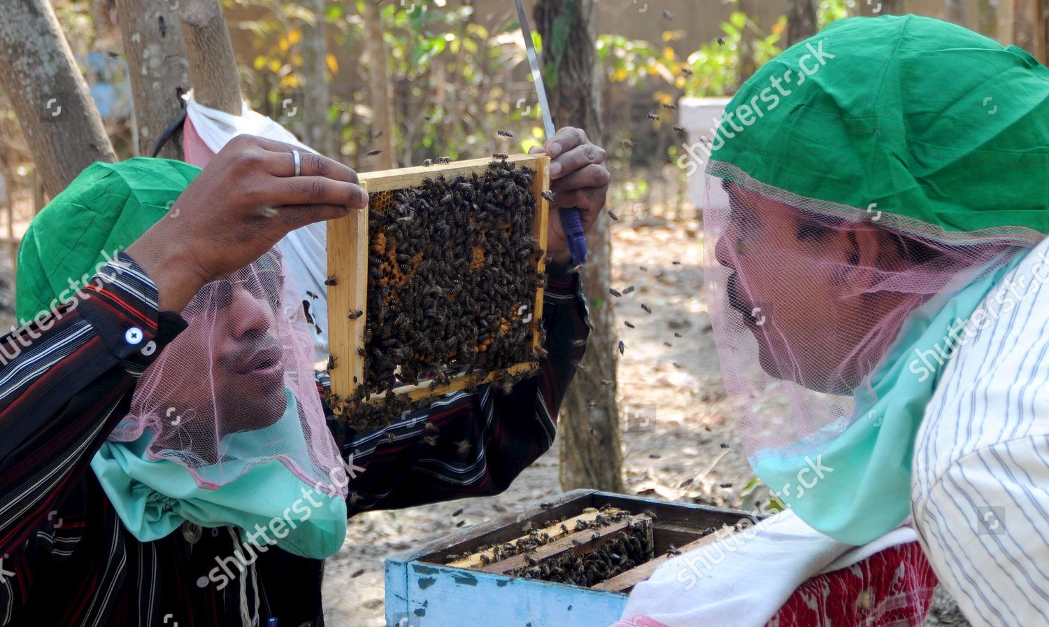Indian Bee Keepers Examine Honeycomb Indian Editorial Stock Photo ...