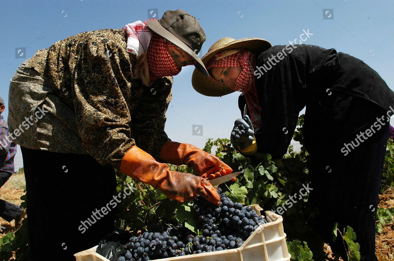 Syrian Female Laborers Pick Wine Grapes Editorial Stock Photo - Stock ...
