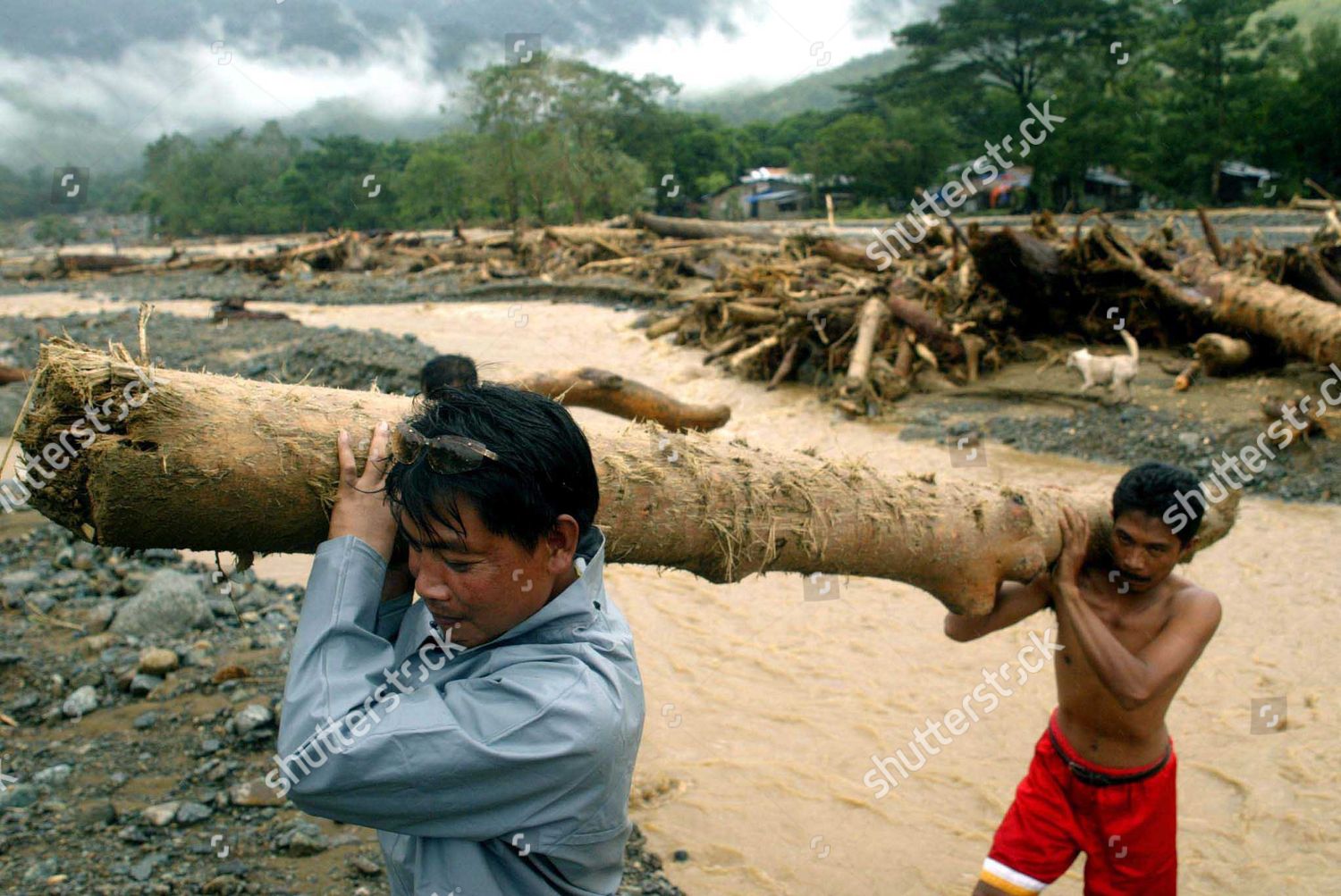Filipinos Carry Tree Trunk Be Used Editorial Stock Photo - Stock Image ...