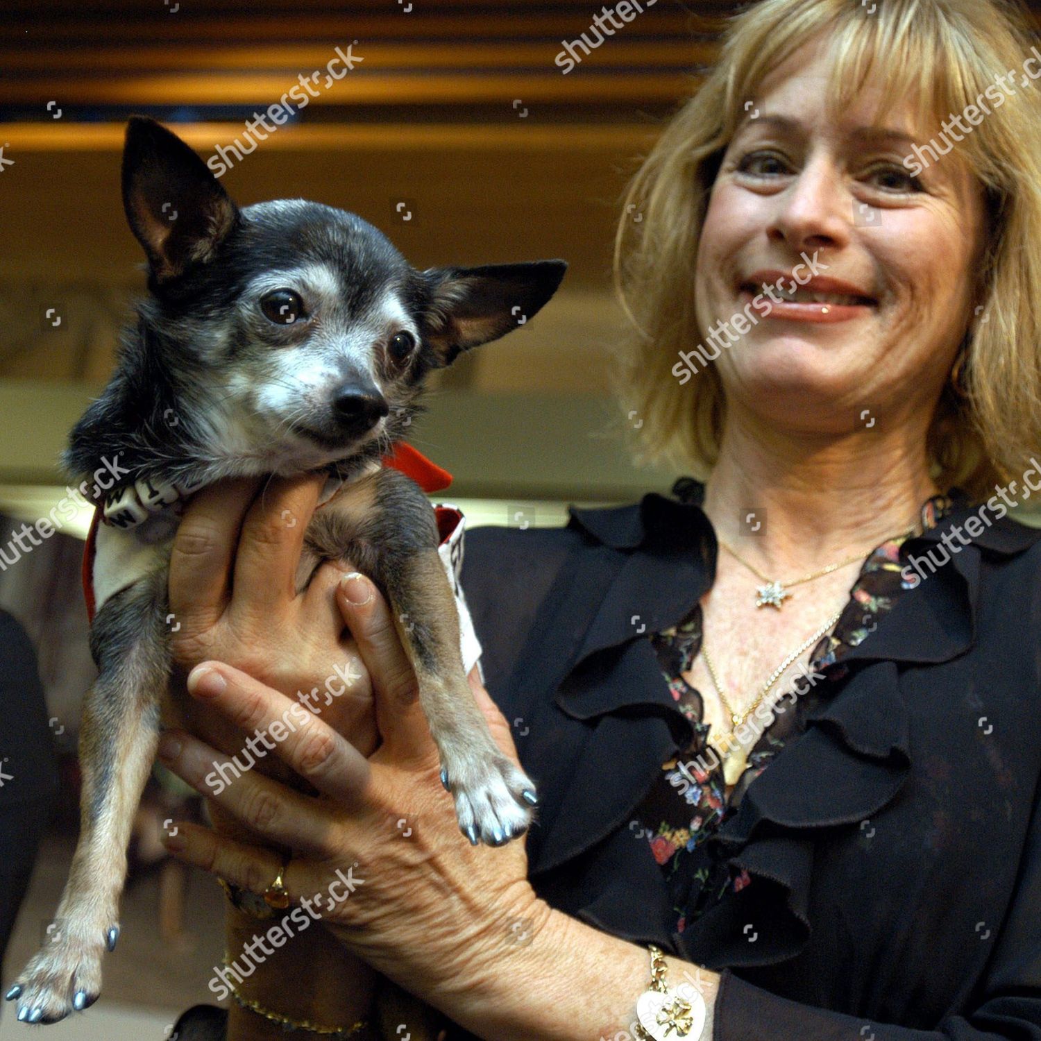 Paraplegic Chihuahua Dog Wheely Willy His Editorial Stock Photo - Stock ...