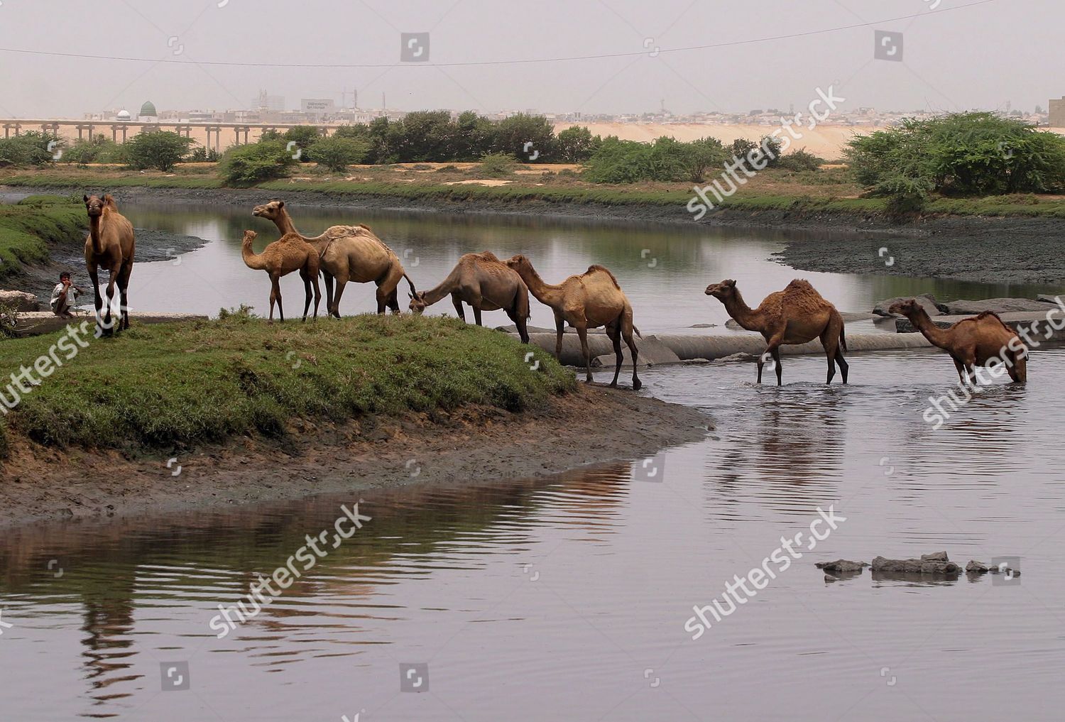 Camels Cross Waterway Karachi On Friday Editorial Stock Photo - Stock ...