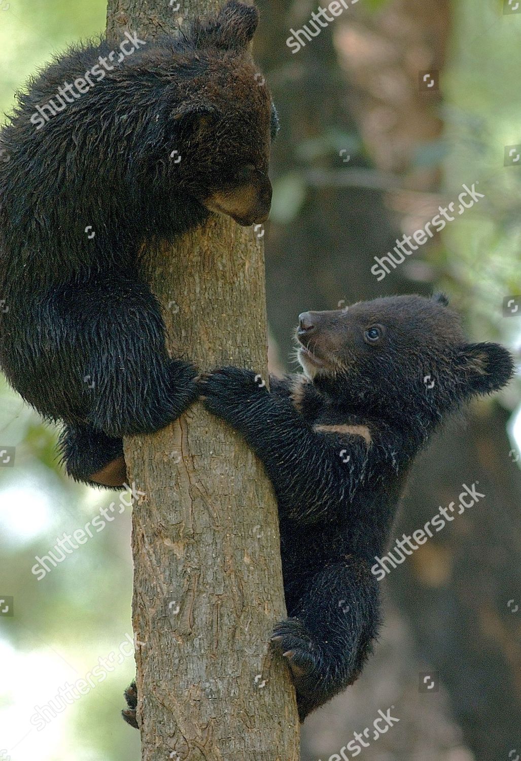 Himalayan Black Bear Cubs Play Zoological Editorial Stock Photo - Stock ...