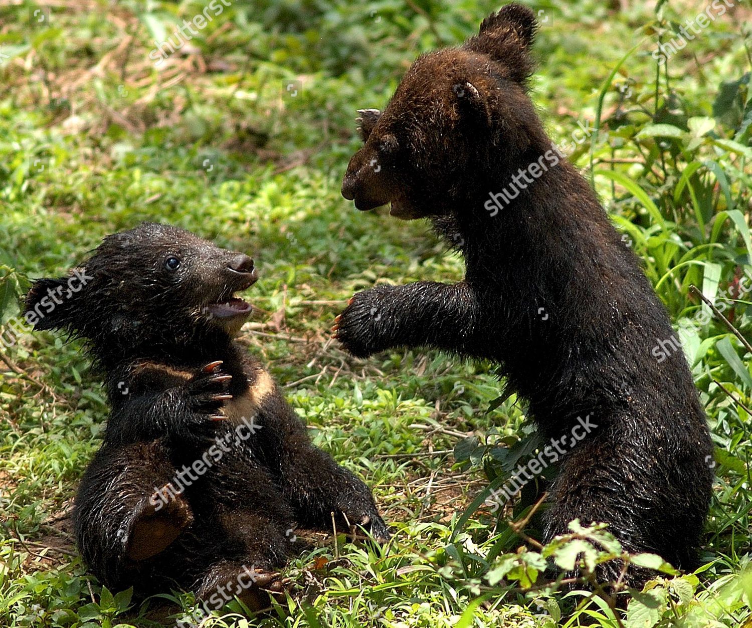 Himalayan Black Bear Cubs Play Zoological Editorial Stock Photo - Stock ...