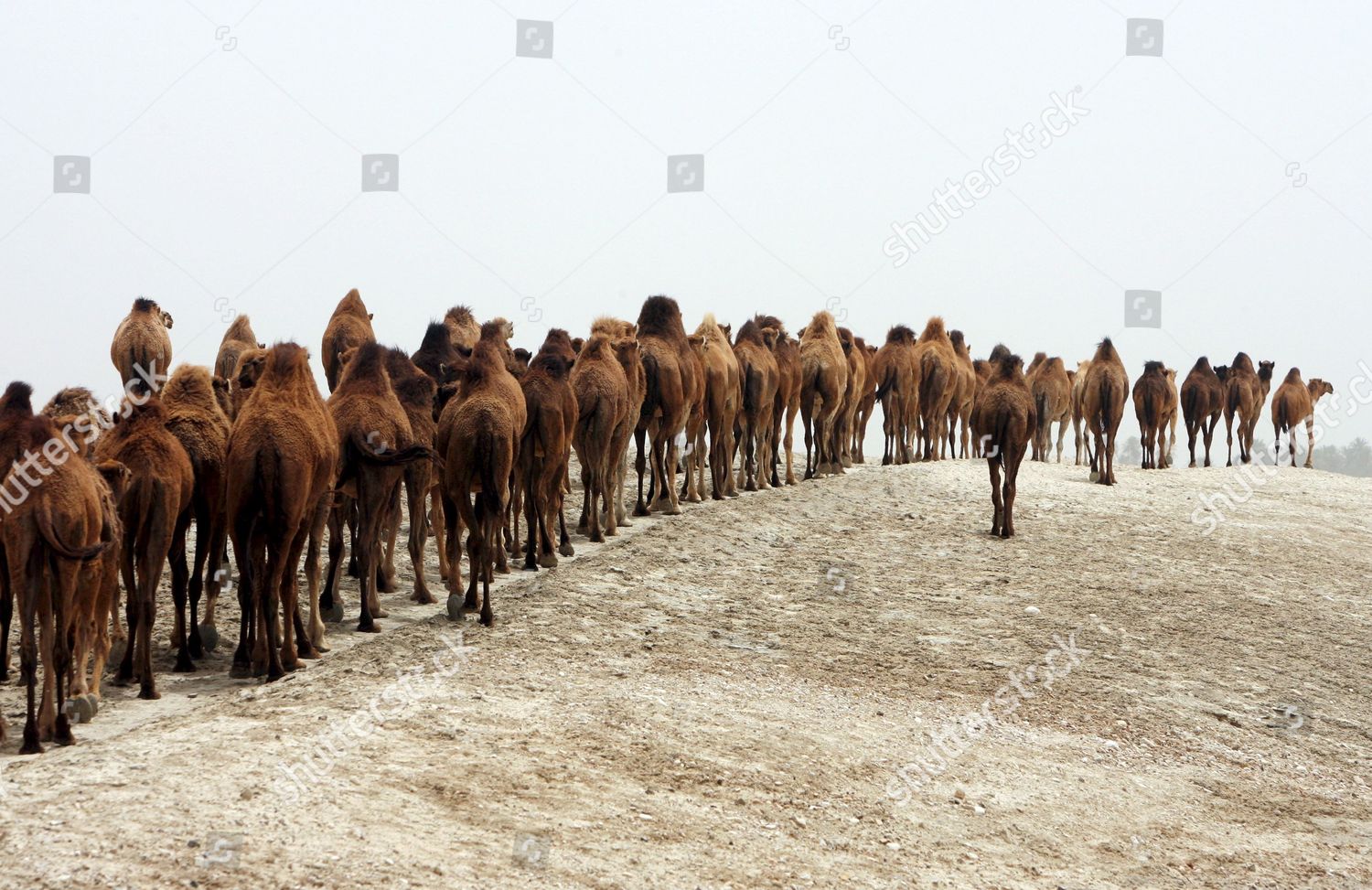 Large Herd Some 100 Camels Cross Editorial Stock Photo - Stock Image ...