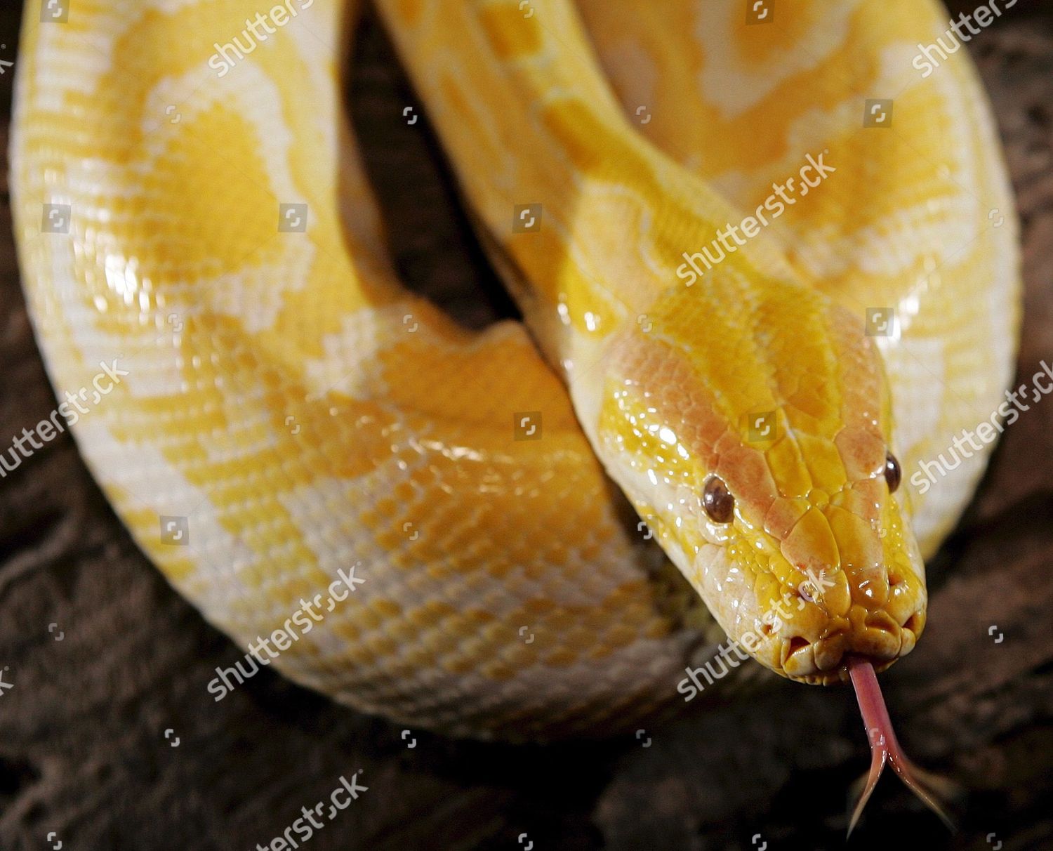 Albino Burmese Phyton Python Molurus Bivittatus Editorial Stock Photo ...