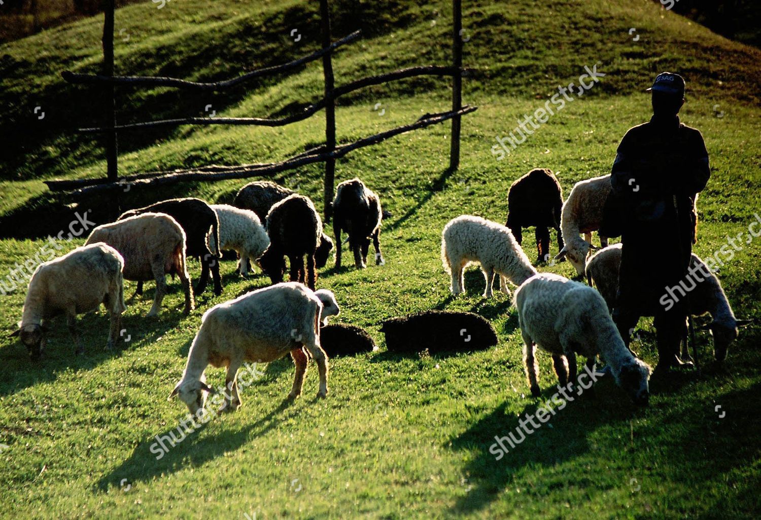 Romanian Sheperd Takes Care His Sheep Editorial Stock Photo - Stock ...