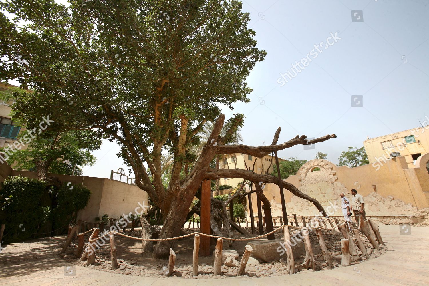 Virgin Mary Tree Where According Egyptian Editorial Stock Photo - Stock ...
