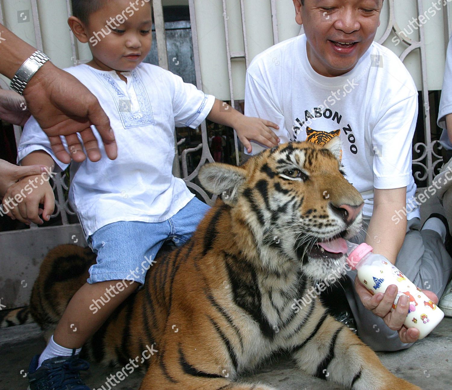 Filipino Boy Sits On Back Tiger Editorial Stock Photo - Stock Image ...
