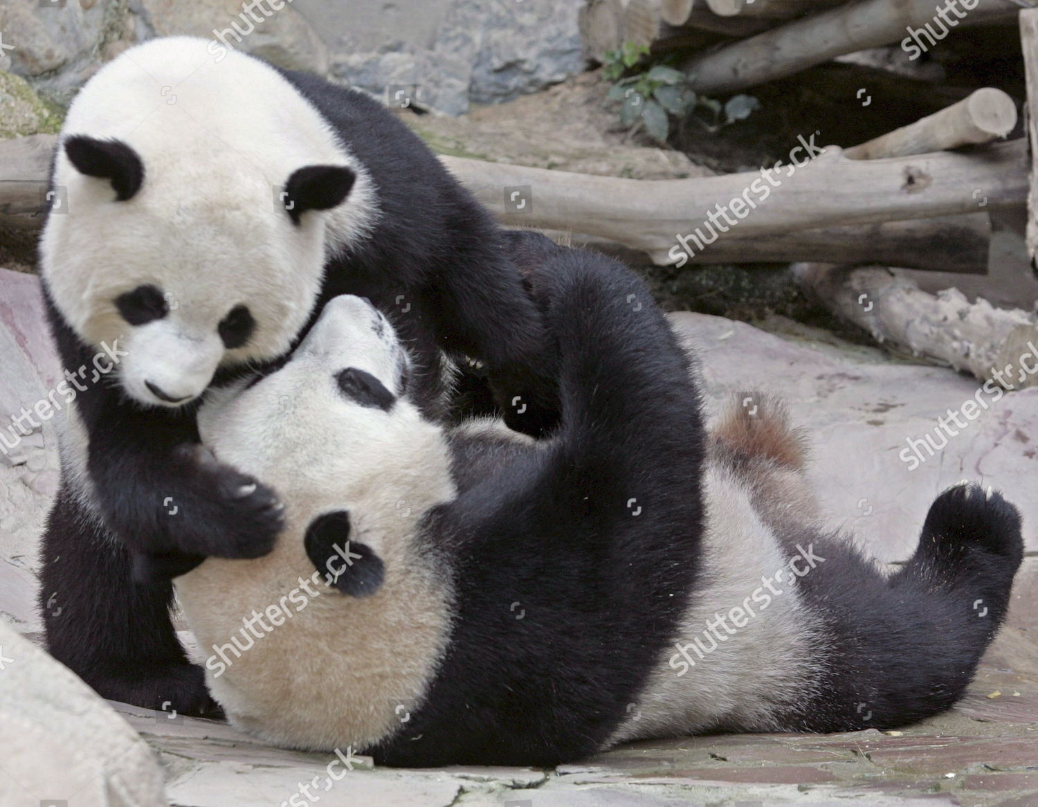 Two Chinese Giant Pandas Chuang Chuang Editorial Stock Photo - Stock ...