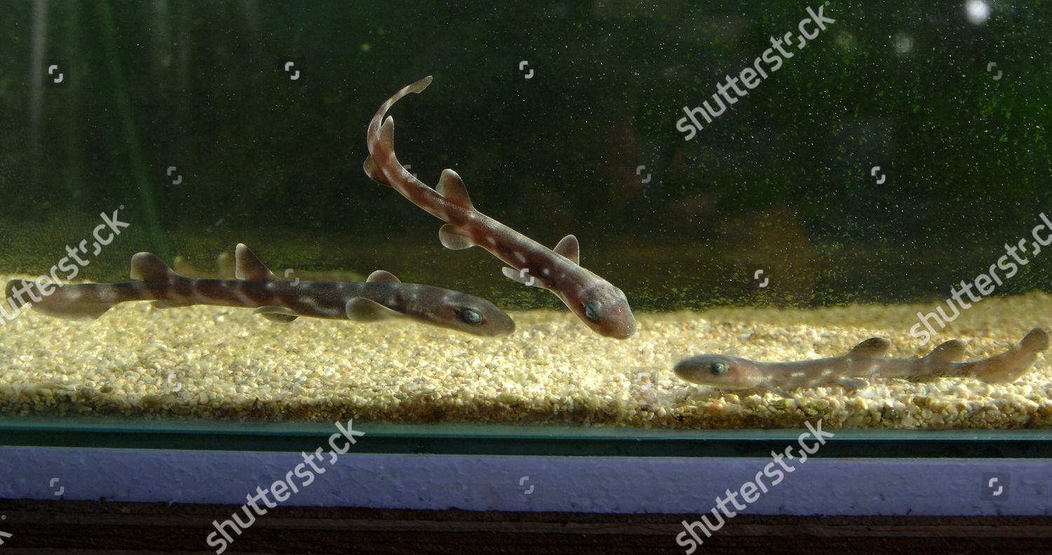 Three Orphaned Baby Marbled Sharks Which Editorial Stock Photo - Stock ...