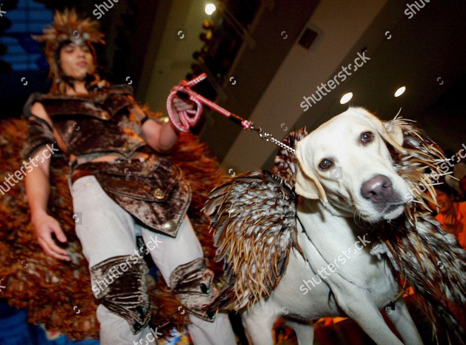Filipino Model His Pet Labrador Hammer Editorial Stock Photo - Stock ...
