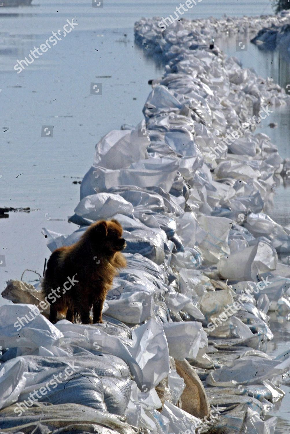 Dog Seen On Sandbag Dam On Editorial Stock Photo - Stock Image ...