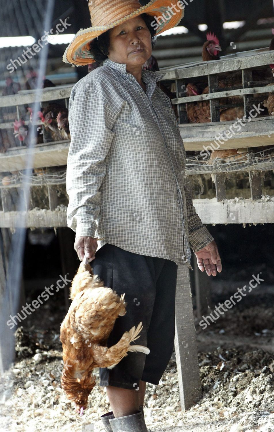 Worker Chicken Farm Tepparath Chachoengsao Privince Editorial Stock ...