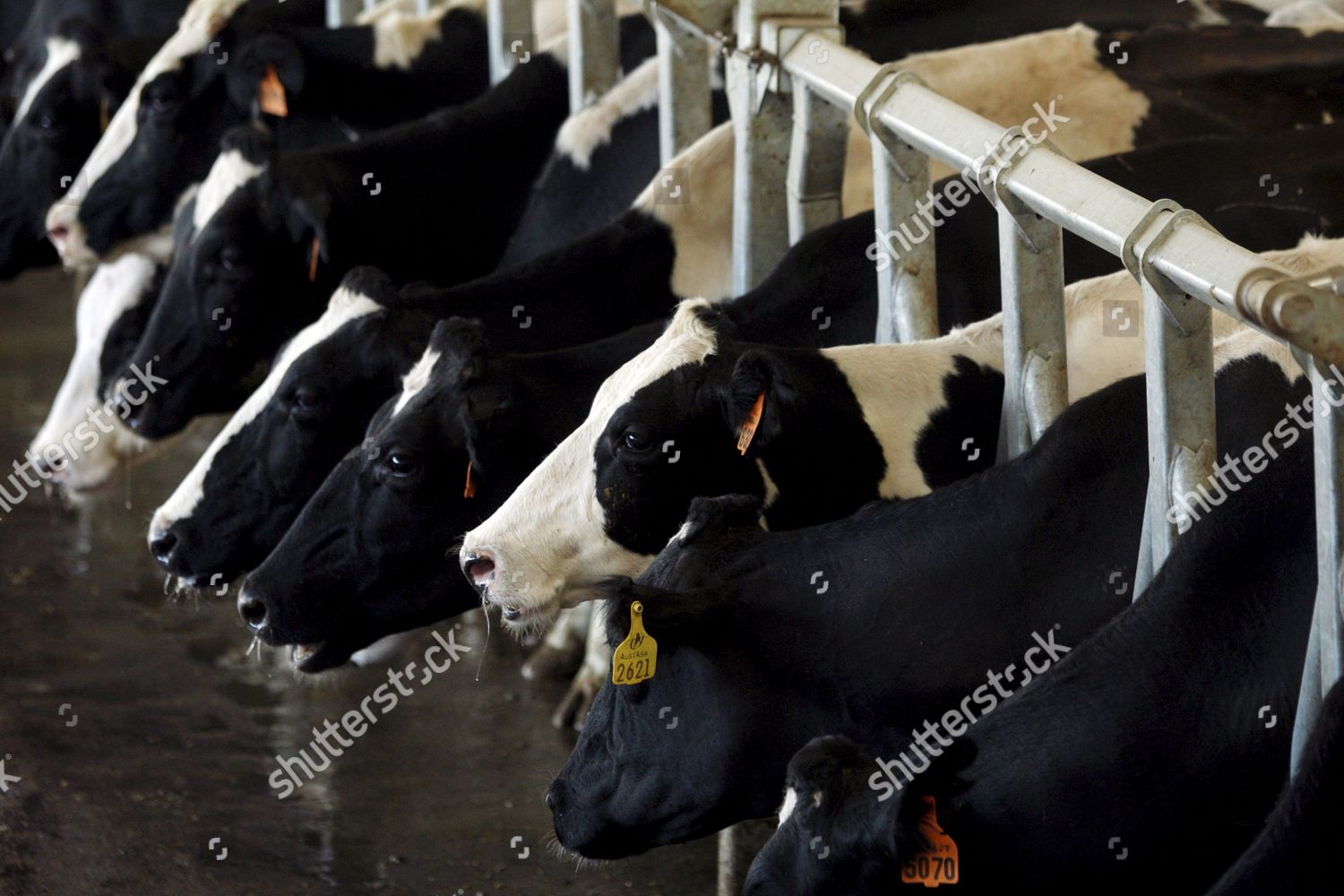 Cows Give Milk Factory Mengniu Dairy Editorial Stock Photo - Stock ...