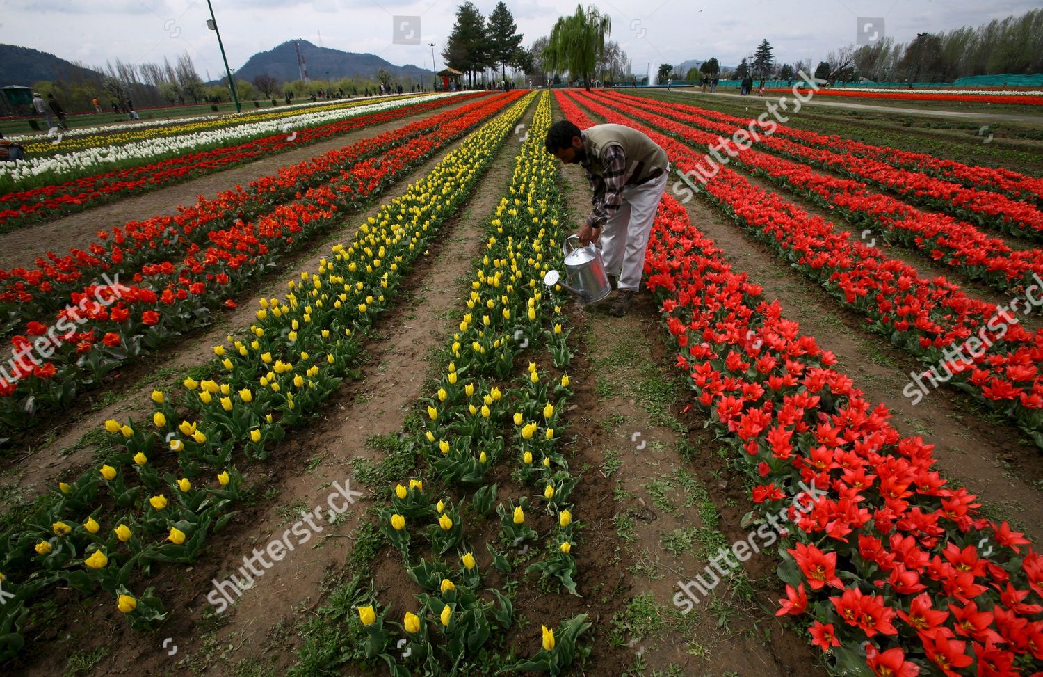 Kashmiri Gardner Waters Tulip Flowers Indira Editorial Stock Photo ...