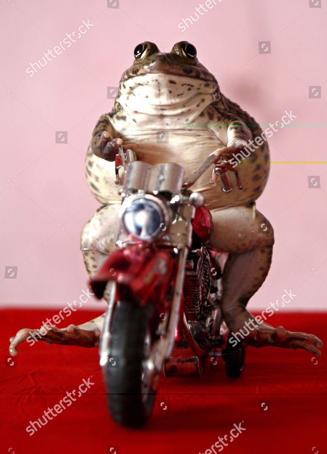 Black Spotted Female Frog Nong Oui Editorial Stock Photo - Stock Image ...